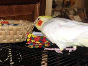 Cockatiels Photographs, Pied Cockatiels, Cockatiel Photographs and ...