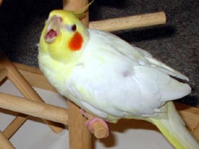 Cockatiels Photographs, Pied Cockatiels, Cockatiel Photographs and ...