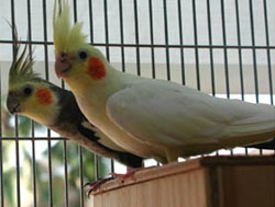 Bird of the Month,Cockatiel of the Month,September Photographs of Types ...