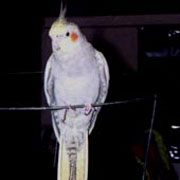 Photos of Cockatiels, and Pictures of Types of Cockatiels and Other Pet ...