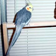 Photos of Cockatiels, and Pictures of Types of Cockatiels and Other Pet ...