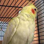 Photos of Cockatiels, and Pictures of Types of Cockatiels and Other Pet ...