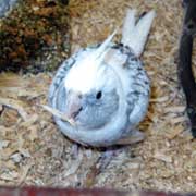 Photos of Cockatiels, and Pictures of Types of Cockatiels and Other Pet ...